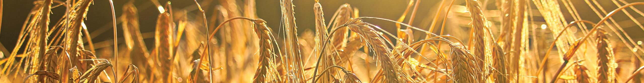 News - Canadian Wheat Research Coalition (CWRC)