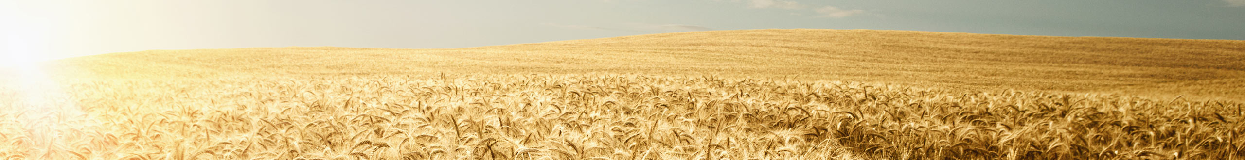 2018-2023 Performance Stories - Canadian Wheat Research Coalition (CWRC)