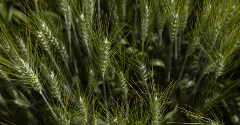 2018-2023 Performance Stories - Canadian Wheat Research Coalition (CWRC)