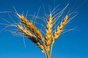Breeding Field-Ready Canada Western Red Spring (CWRS) Wheat Cultivars ...